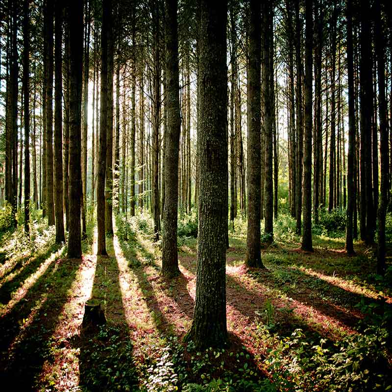 Our Services - Firwood Timber Civil